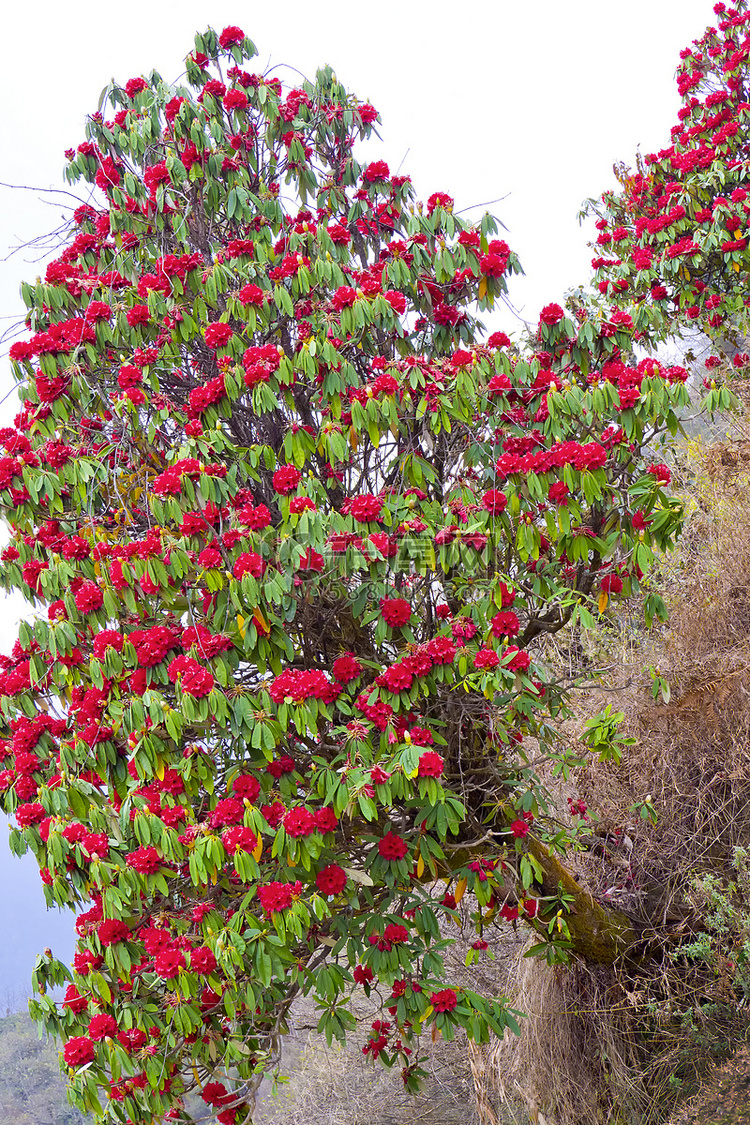 开花的杜鹃花，安纳布尔纳峰保护区，喜马拉雅山，尼泊尔高清摄影大图-千库网