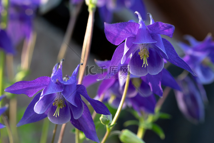 多年生草本植物 Aquilegia vulgaris，在深色模糊的背景上开着蓝色的花高清摄影大图-千库网