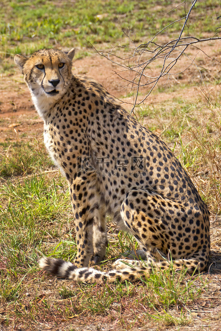 猎豹，野生动物保护区，南非高清摄影大图-千库网