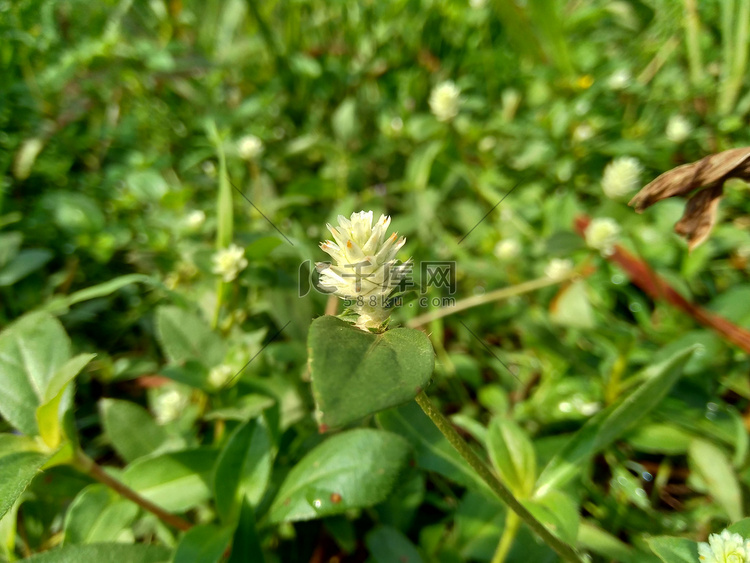 旱莲草（Urang-aring、假雏菊、假雏菊、yerba de tago、Karisalankanni、bhringraj）具有自然背景。高清摄影大图-千库网