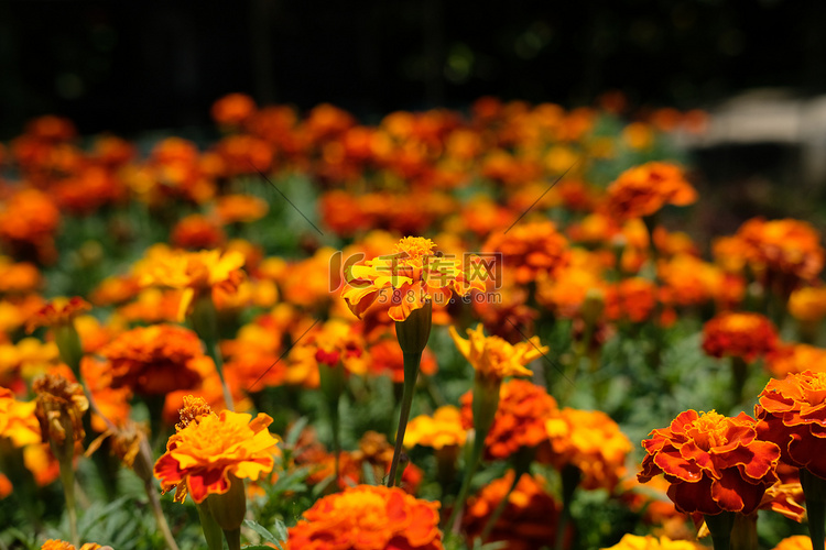 橙色、黄色和金色的 Tagetes erecta 花高清摄影大图-千库网