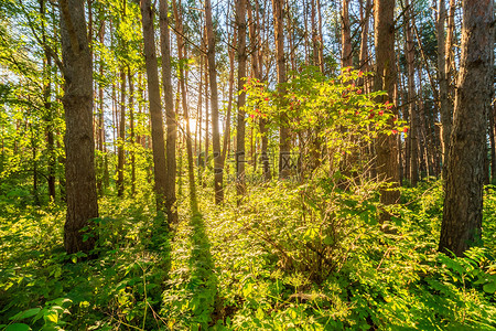 美丽的日落场景在夏季松林与树木和草高清摄影大图-千库网