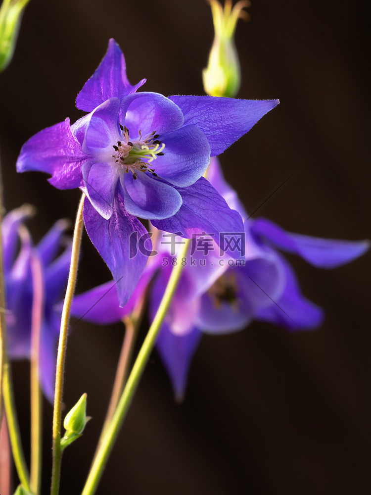多年生草本植物 Aquilegia vulgaris，在深色模糊的背景上开着蓝色的花高清摄影大图-千库网