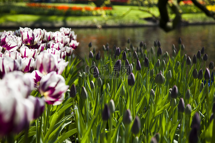 美丽的春天郁金香，色彩鲜艳的生动主题高清摄影大图-千库网