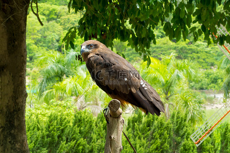 猎鹰站在树桩上。高清摄影大图-千库网
