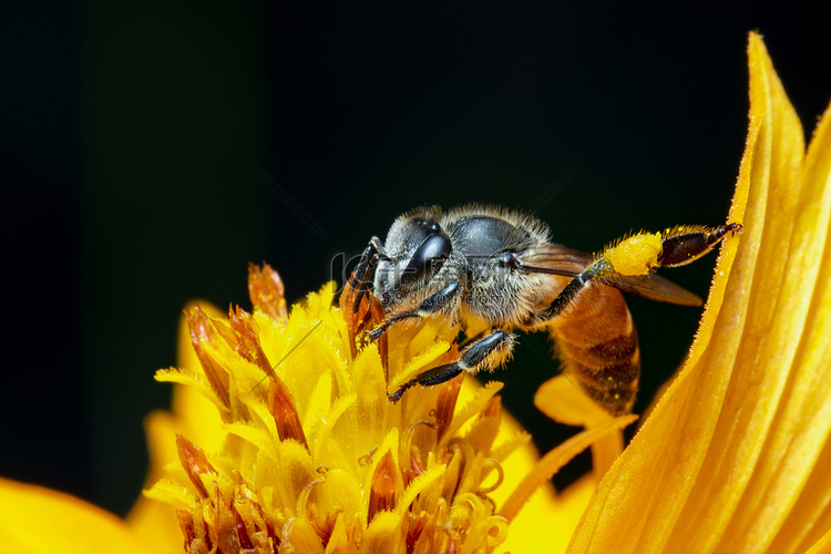 黄花上的小蜜蜂或矮蜂 (Apis florea) 的图像在自然背景下采集花蜜。高清摄影大图-千库网