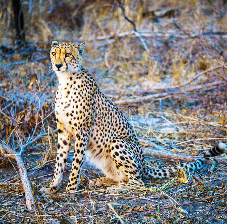 美丽的萨比金沙图片高清摄影大图-千库网