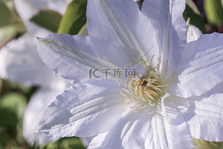 柔和的焦点，抽象花卉背景，白色铁线莲花。高清摄影大图-千库网