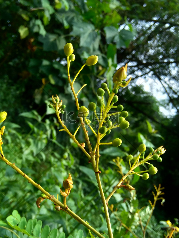 Biancaea sappan (Caesalpinia sappan L., sappanwood, secang, sepang ...