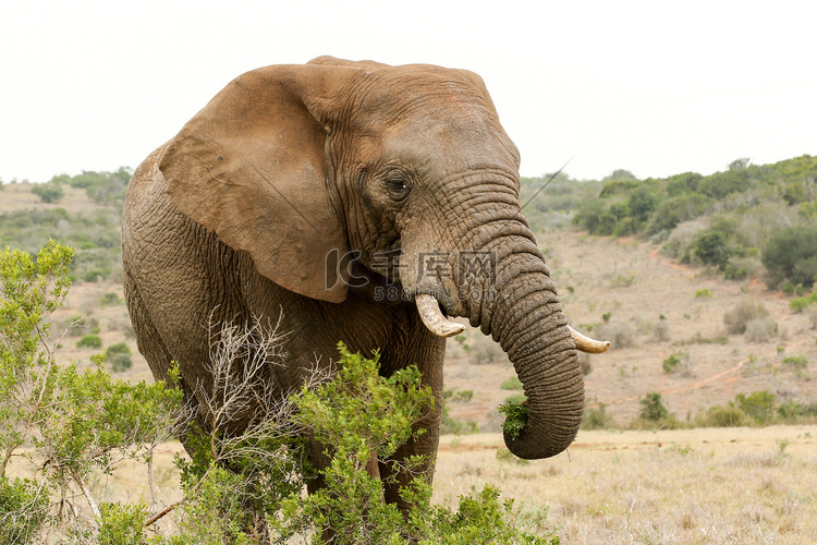 布什大象站在灌木丛后面高清摄影大图-千库网