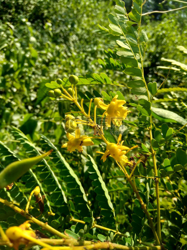 Biancaea sappan (Caesalpinia sappan L., sappanwood, secang, sepang ...