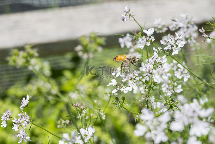 西方蜜蜂或欧洲蜜蜂 (Apis mellifera) on gard高清摄影大图-千库网