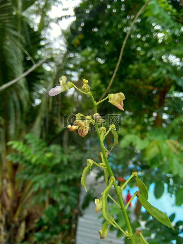 具有自然背景的 Lablab Purpureus（Bonavist 或豌豆、Dolichos、Seim、Lablab Bean）。 高清摄影大 ...