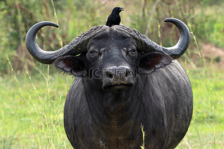 非洲水牛，Syncerus caffer高清摄影大图-千库网