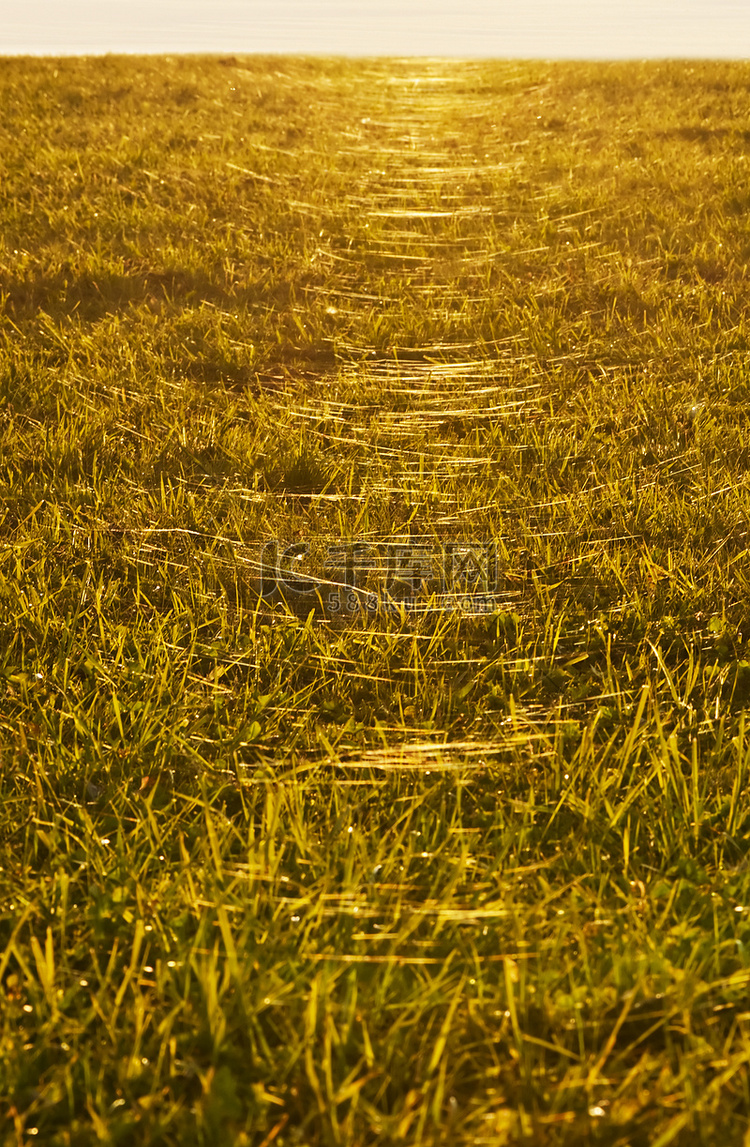 背光下的蜘蛛网高清摄影大图-千库网
