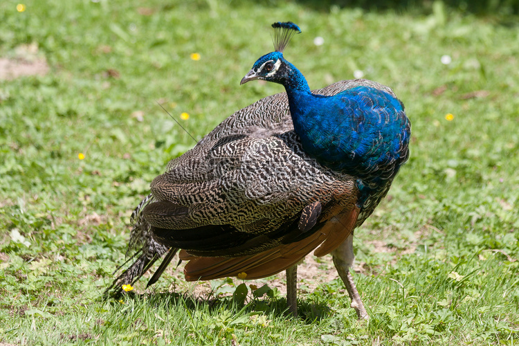 孔雀 (Pavo cristatus)高清摄影大图-千库网