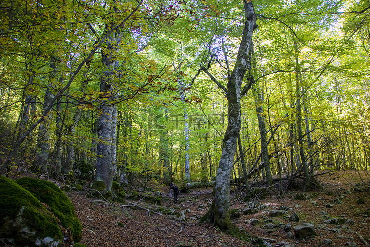 山毛榉林高清摄影大图-千库网