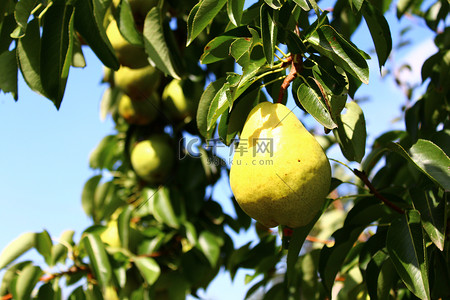 梨树上的梨高清摄影大图-千库网