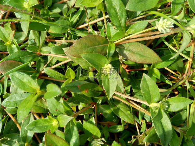 Eclipta alba (Urang-aring, false daisy, false daisy, yerba de tago ...