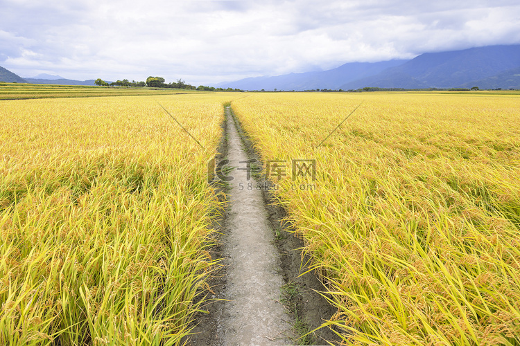 秋天美丽的成熟稻田和山谷高清摄影大图-千库网