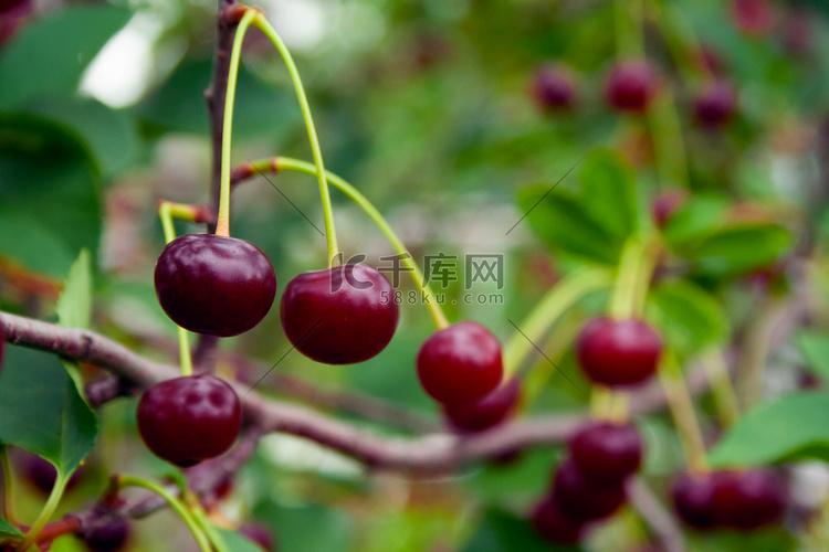 带水滴的红樱桃高清摄影大图-千库网