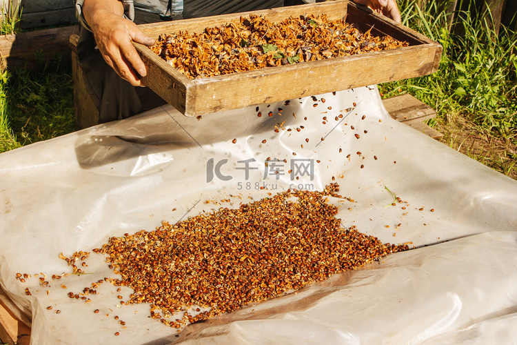 男人用筛子筛松子高清摄影大图-千库网