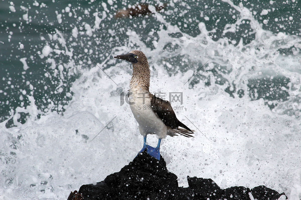 蓝脚鲣鸟，sula nebouxii，加拉帕戈斯群岛高清摄影大图-千库网
