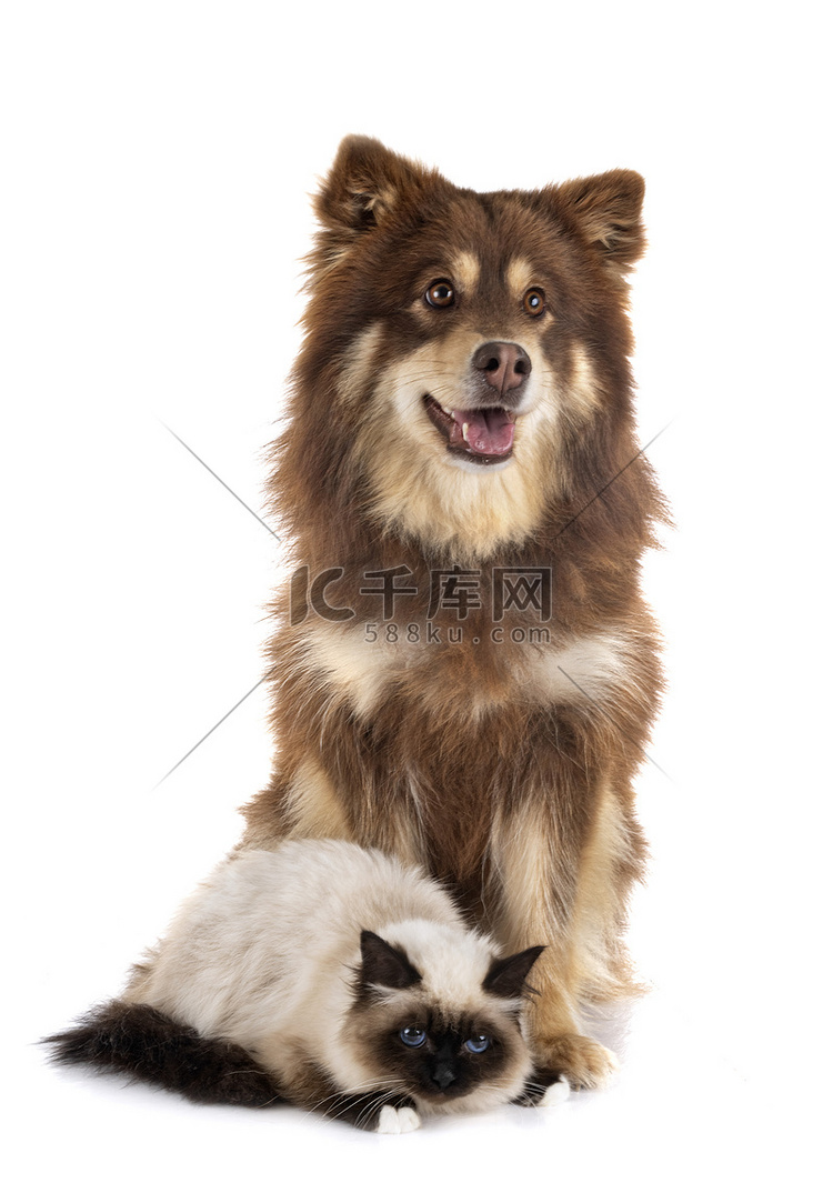 缅甸猫和兔子高清摄影大图-千库网