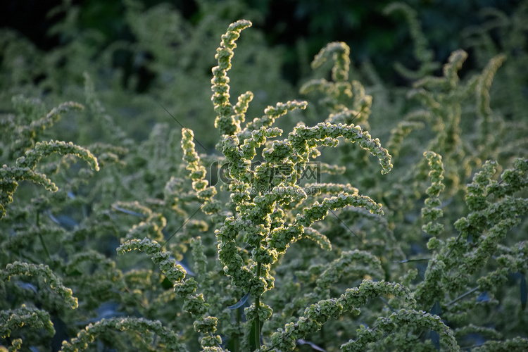 羊蹄甲。高清摄影大图-千库网
