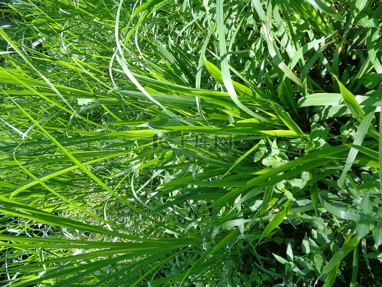 关闭 Pennisetum purpureum（Cenchrus purpureus Schumach、Napier 草、大象草、乌干达草 ...