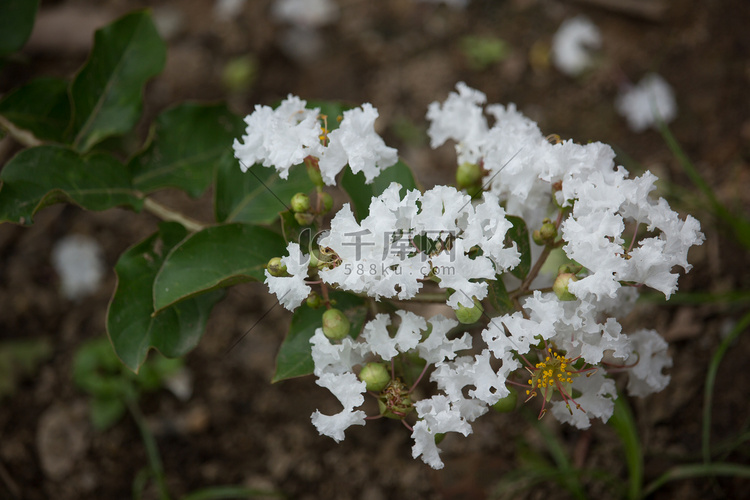 关闭白色 Tabebuia 玫瑰花高清摄影大图-千库网