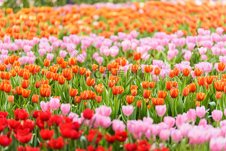 花园里的郁金香花高清摄影大图-千库网