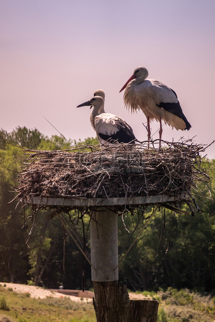 三只鹳在 Zwin Bird Refuge, Knokke-Heist, Flanders 筑巢高清摄影大图-千库网
