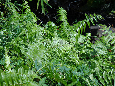 具有自然背景的绿色蕨类植物（Polypodiopsida、paku、pakis、Polypodiophyta）。高清摄影大图-千库网