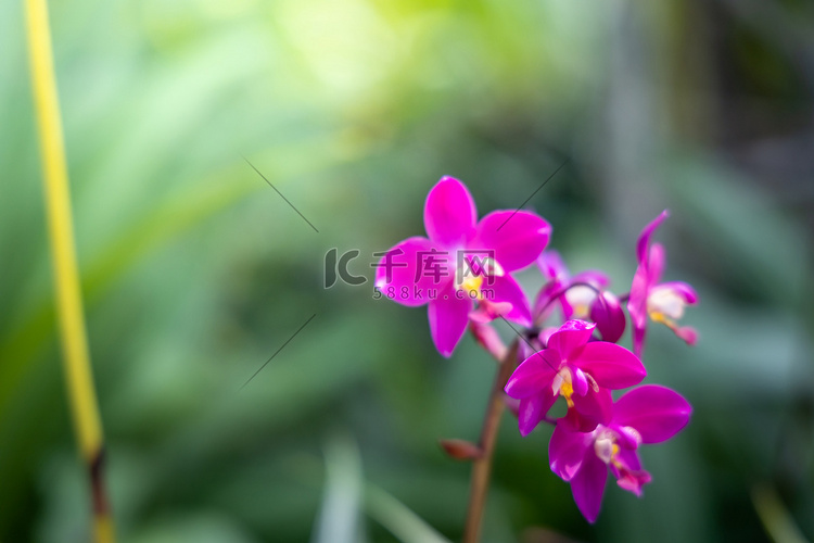 五颜六色的花朵的背景图片高清摄影大图-千库网