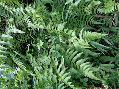 具有自然背景的绿色蕨类植物（Polypodiopsida、paku、pakis、Polypodiophyta）。高清摄影大图-千库网