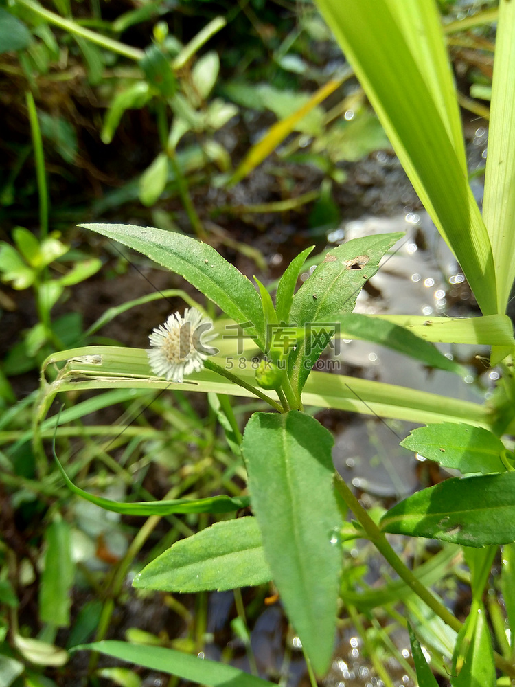 Eclipta alba (Urang-aring, false daisy, false daisy, yerba de tago ...