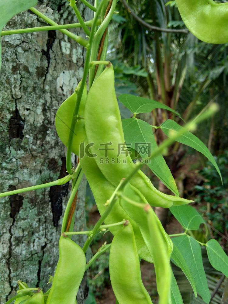 具有自然背景的 Lablab Purpureus（Bonavist 或豌豆、Dolichos、Seim、Lablab Bean）。 高清摄影大图-千库网