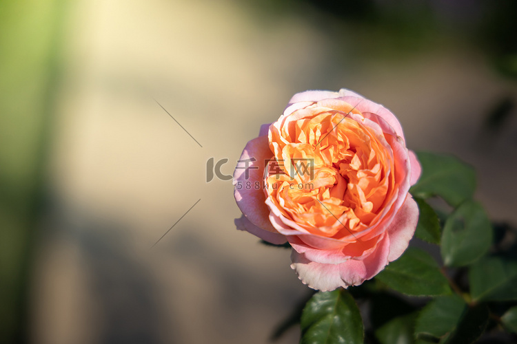 花园里的玫瑰高清摄影大图-千库网