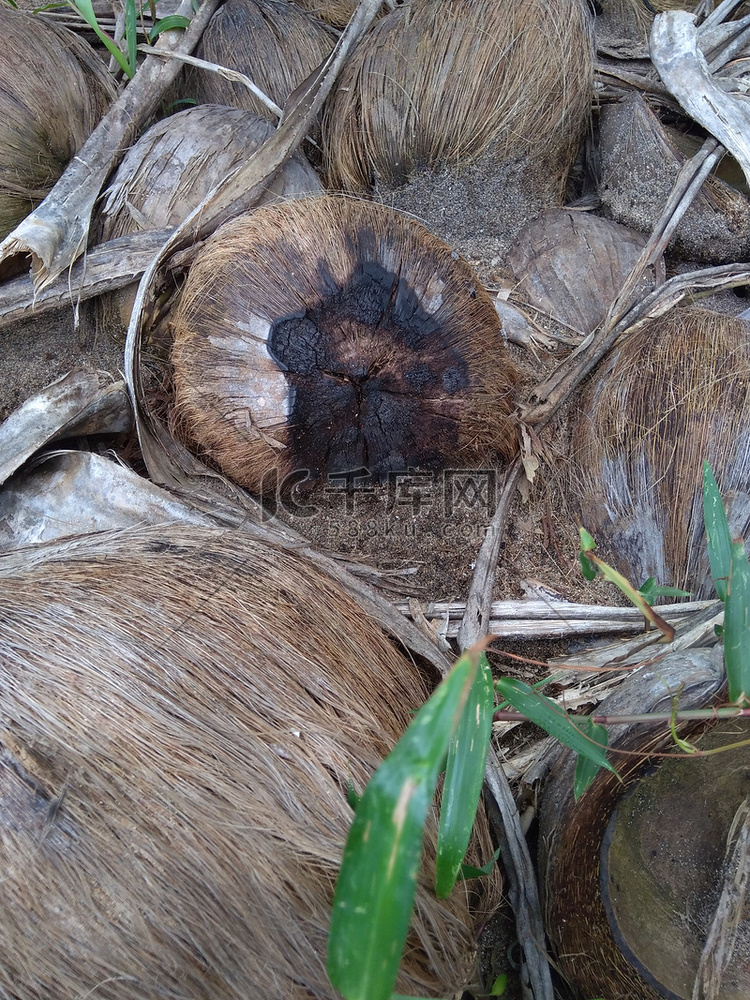 腐烂的椰子有自然本底高清摄影大图-千库网