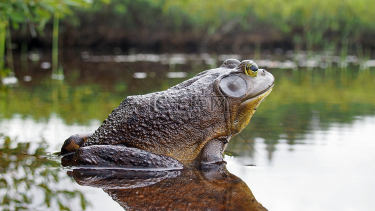 北美牛蛙高清摄影大图-千库网
