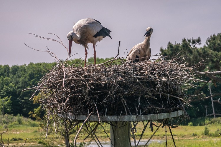 成年和雏鹳在 Zwin 鸟类保护区的巢穴中，克诺克海斯特，高清摄影大图-千库网