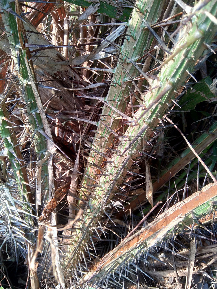 具有自然背景的 Salak 树（也称为 Salacca zalacca 和蛇果）高清摄影大图-千库网