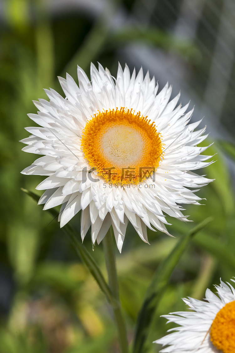 蜡菊白高清摄影大图-千库网