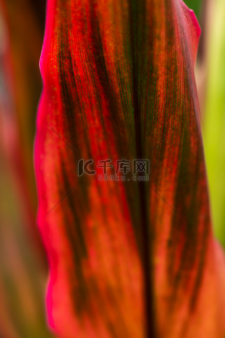 Ti 植物或 Cordyline 叶 Cordyline fruticosa，Cordyline terminalis 红叶纹理背景，特写和 ...
