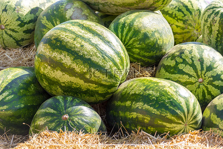 农贸市场上一堆绿色有机成熟西瓜。高清摄影大图-千库网