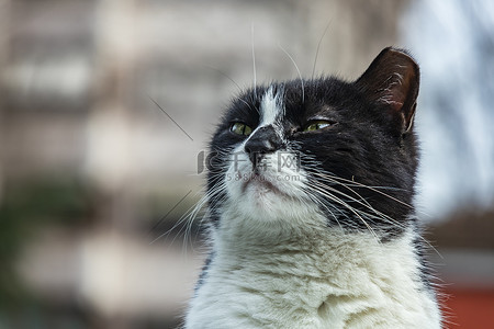 我们在大自然中可爱的朋友是猫高清摄影大图-千库网