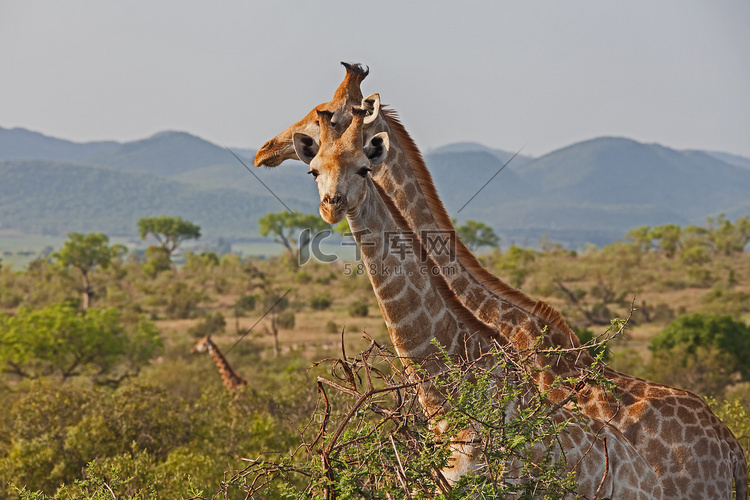长颈鹿 (Giraffacamelopardalis) 14767高清摄影大图-千库网