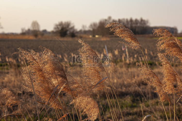 湖上的干芦苇，芦苇种子高清摄影大图-千库网