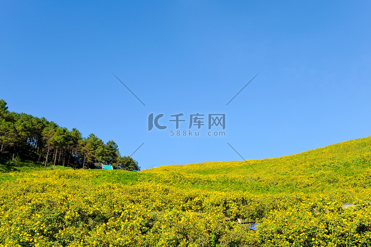 Thung Bua Tong 花 Doi Mae Yuam高清摄影大图-千库网